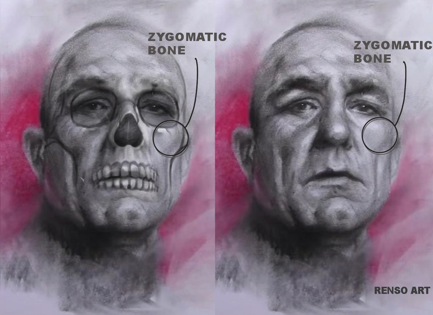 The Zygomatic Bone: How the Cheekbone Shapes Light, Form, and ...